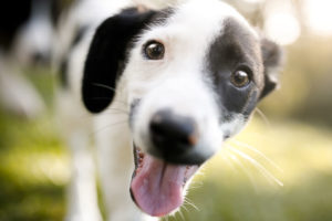 What You Need to Know About the Lepto Vaccine for Dogs | Saratoga ...